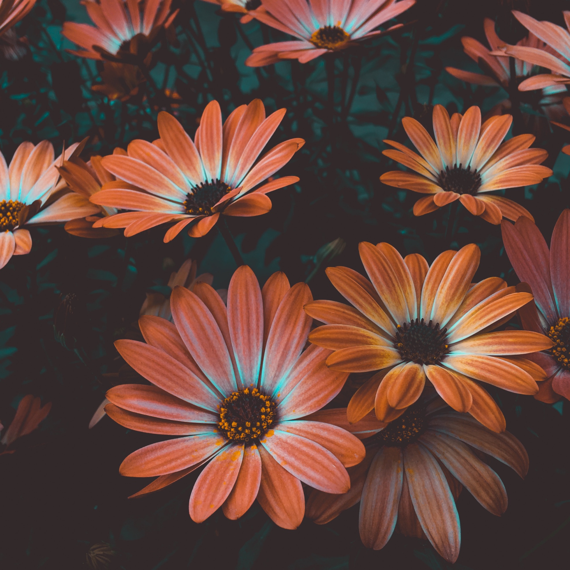 crocal-portfolio-feature-2 | GGC Life | Glorious Gospel Church